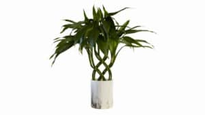 Lucky Bamboo Care Guide: How to Grow and Care for it Indoors