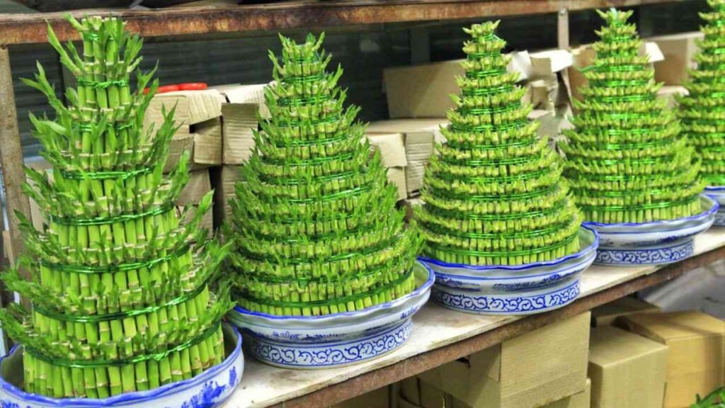 Lucky Bamboo Care Guide: How to Grow and Care for it Indoors