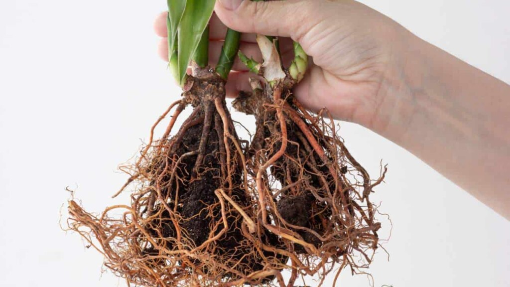 Lucky Bamboo Care Guide: How to Grow and Care for it Indoors