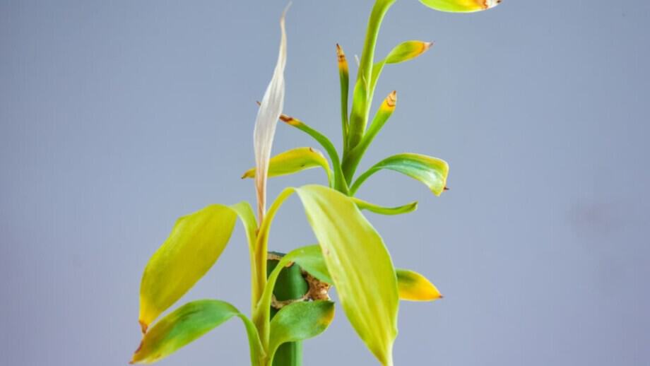 Lucky Bamboo Care Guide: How to Grow and Care for it Indoors