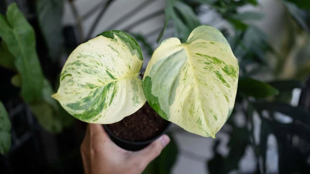 Manjula Pothos: Complete Plant Care and Growing Guide