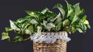 Manjula Pothos: Complete Plant Care and Growing Guide
