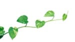 Manjula Pothos: Complete Plant Care and Growing Guide