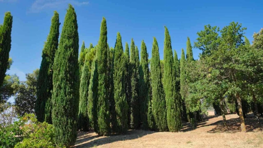 Cypress Tree Guide What Are They + 14 Common Species