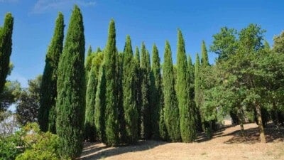 Cypress Tree Guide What Are They + 14 Common Species