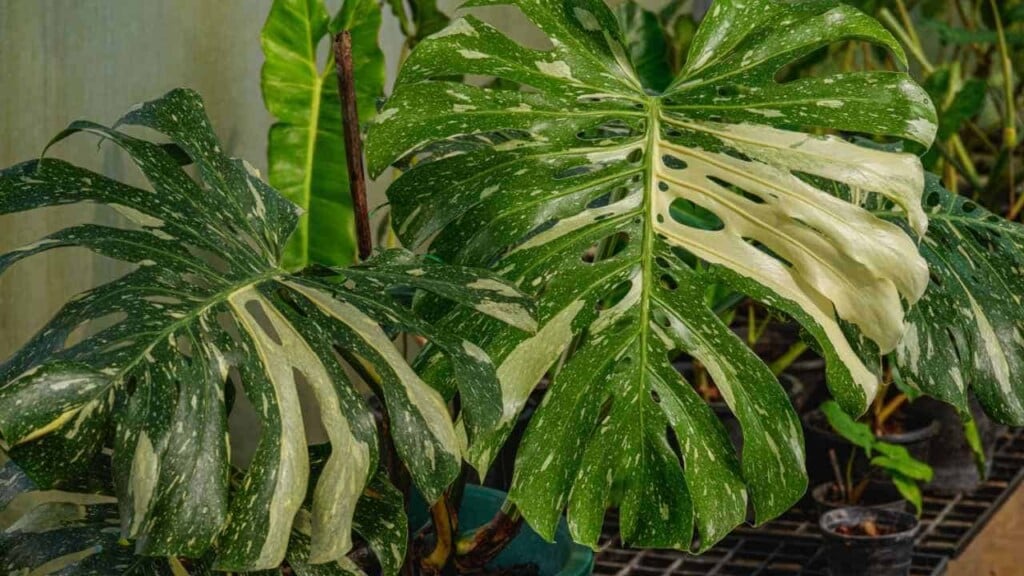 How to Grow and Care for Thai Constellation Monstera