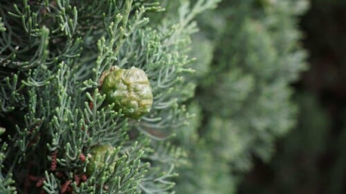 Cypress Tree Guide What Are They + 14 Common Species