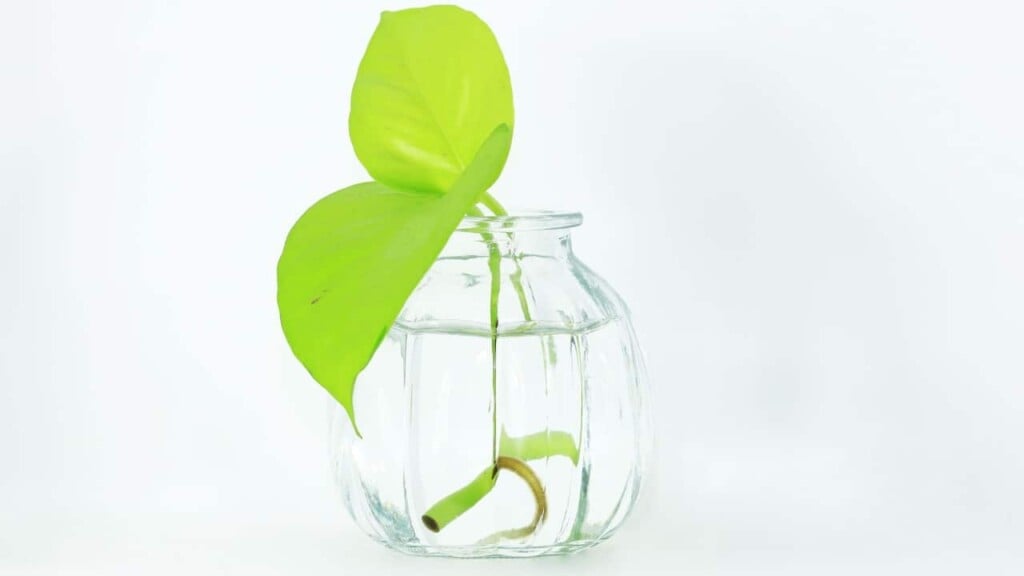 Neon Pothos: Complete Indoor Plant Care and Growing Guide