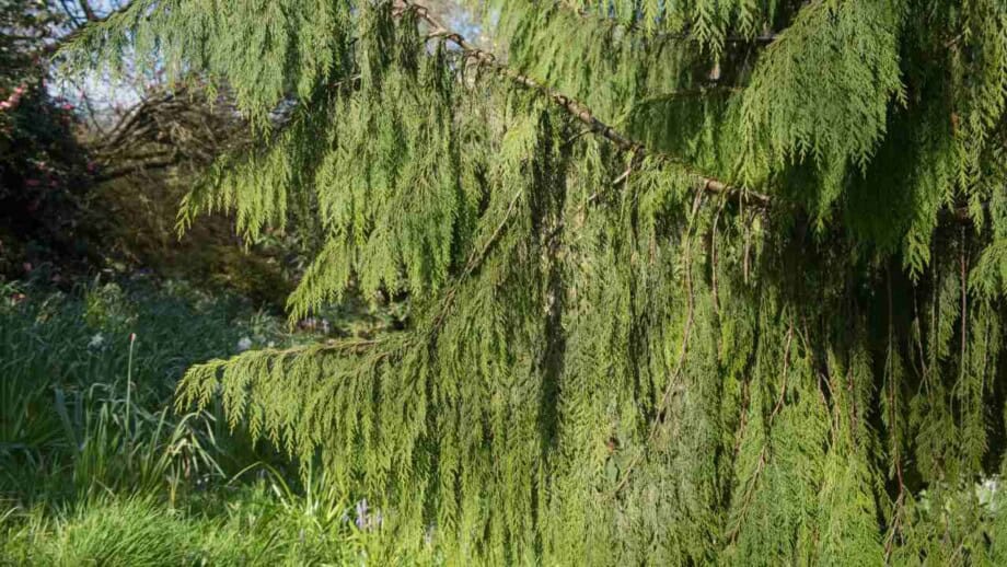 Cypress Tree Guide What Are They + 14 Common Species