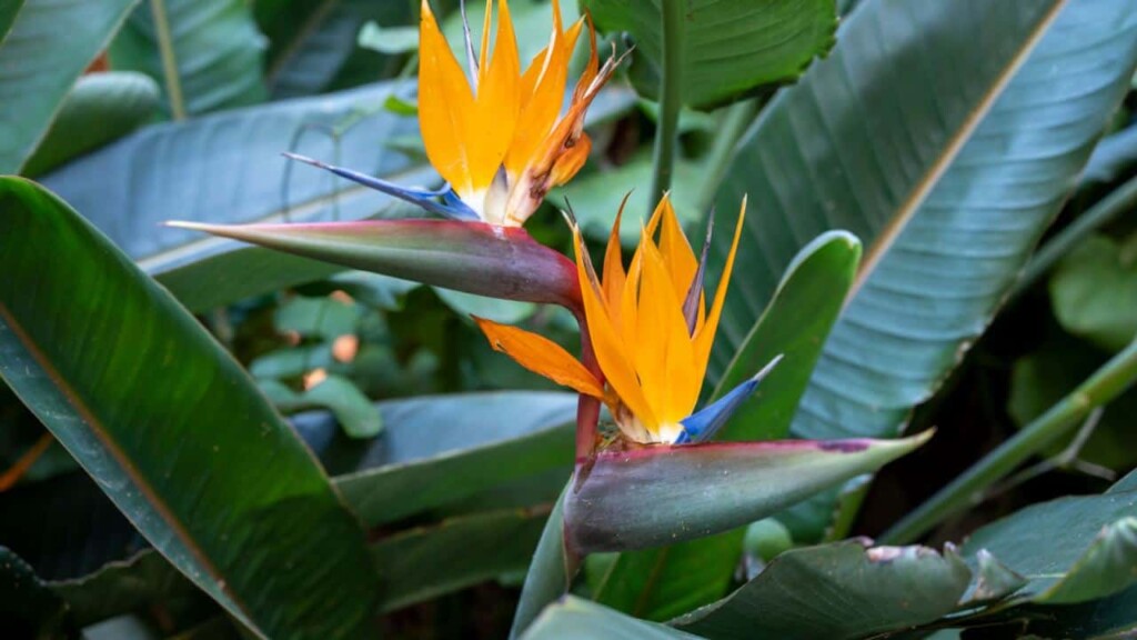 How to Grow and Care for Bird of Paradise (Strelitzia spp.)