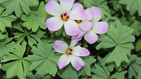 Shamrock Plant: How to Grow and Care for Shamrock Indoors