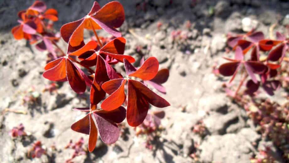 Shamrock Plant: How to Grow and Care for Shamrock Indoors