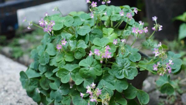 Shamrock Plant: How to Grow and Care for Shamrock Indoors