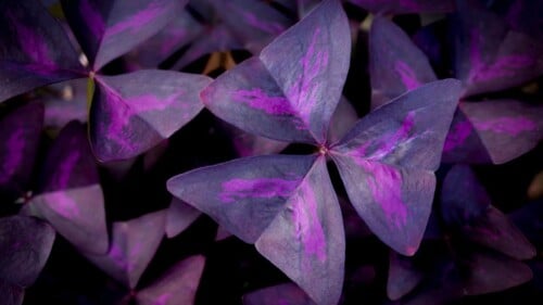Shamrock Plant: How to Grow and Care for Shamrock Indoors