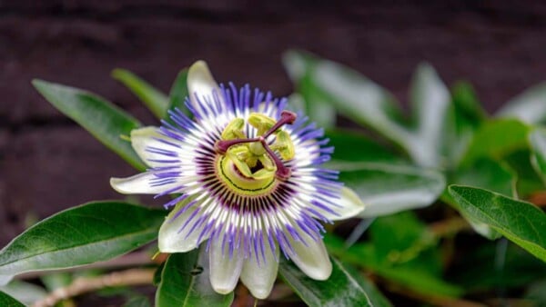 Passiflora Caerulea Guide: How to Grow Blue Passion Flower