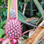 What is a Pink Pineapple? Where to Buy It? (Complete Guide)