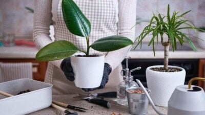 How to Grow and Care for a Rubber Tree (Ficus Elastica)