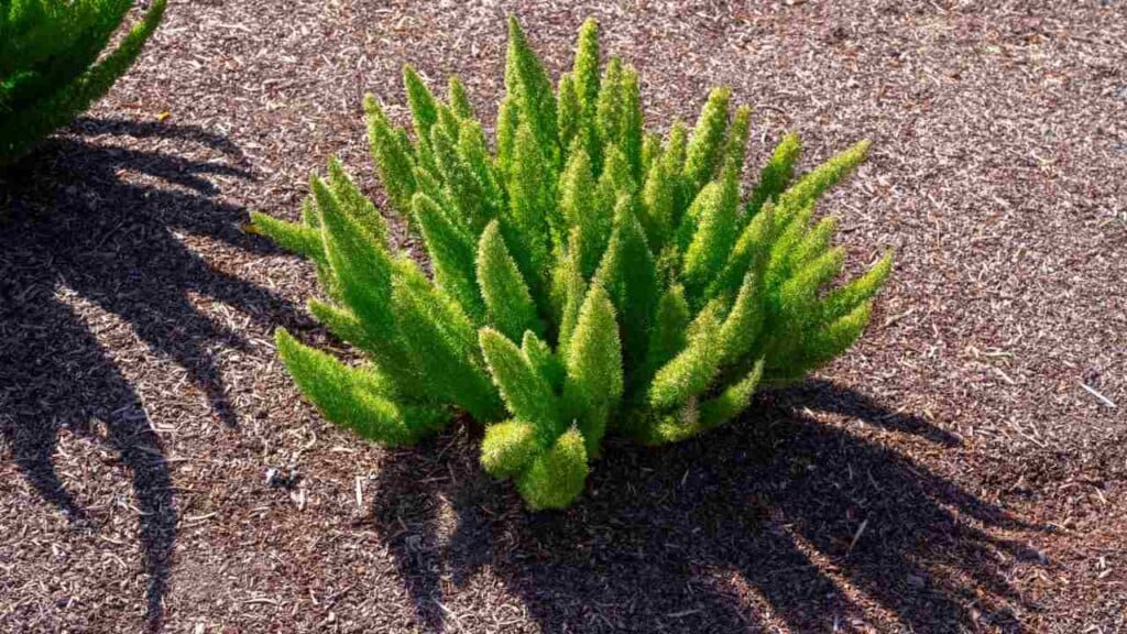 How to Grow and Care for Foxtail Fern (Complete Guide)