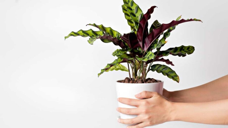 How to Plant, Grow, and Care for Rattlesnake Plant