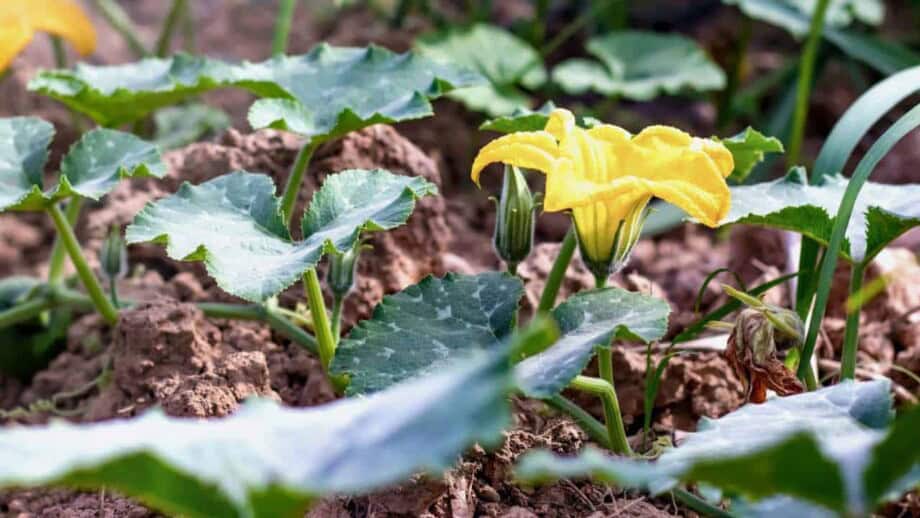 How to Grow Pumpkins: Pumpkin Planting and Harvesting Guide