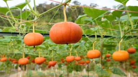 How to Grow Pumpkins: Pumpkin Planting and Harvesting Guide