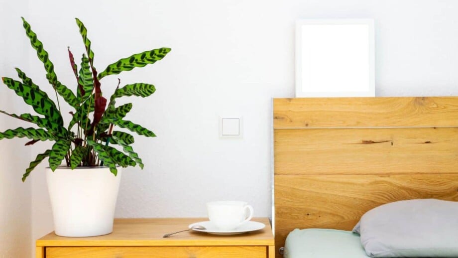 How to Plant, Grow, and Care for Rattlesnake Plant