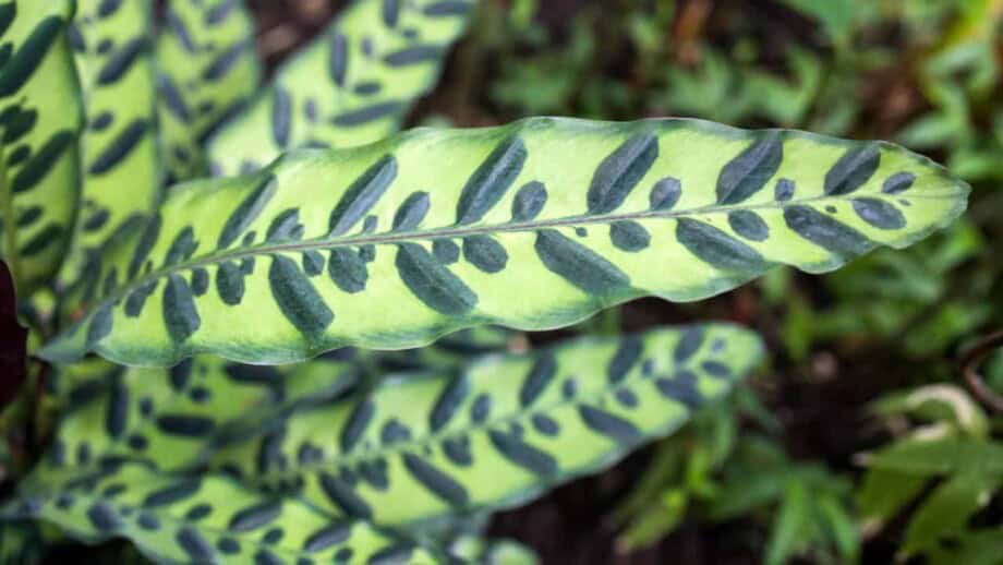 How to Plant, Grow, and Care for Rattlesnake Plant