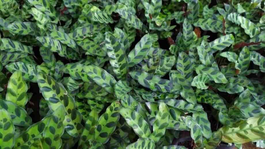 How to Plant, Grow, and Care for Rattlesnake Plant