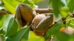 How to Grow and Care for Almond Trees