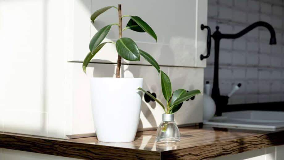 How to Grow and Care for a Rubber Tree (Ficus Elastica)