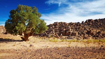 Cypress Tree Guide What Are They + 14 Common Species