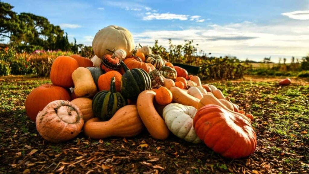 How to Grow Pumpkins: Pumpkin Planting and Harvesting Guide