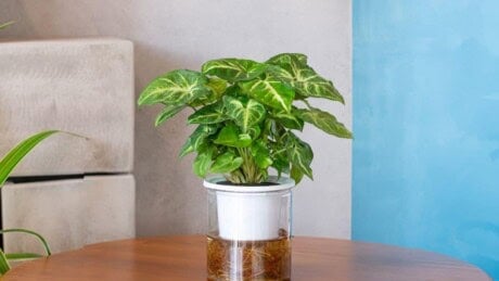 How to Grow and Care for Arrowhead Plant (Complete Guide)