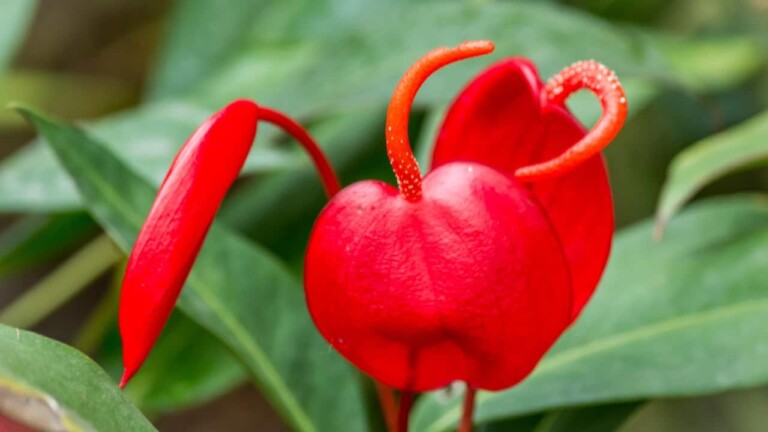 Complete Guide to Grow and Care for Anthurium Easily At Home