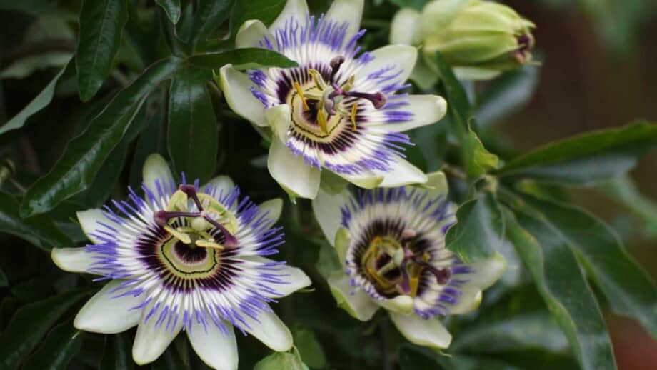 Passiflora Caerulea Guide: How to Grow Blue Passion Flower