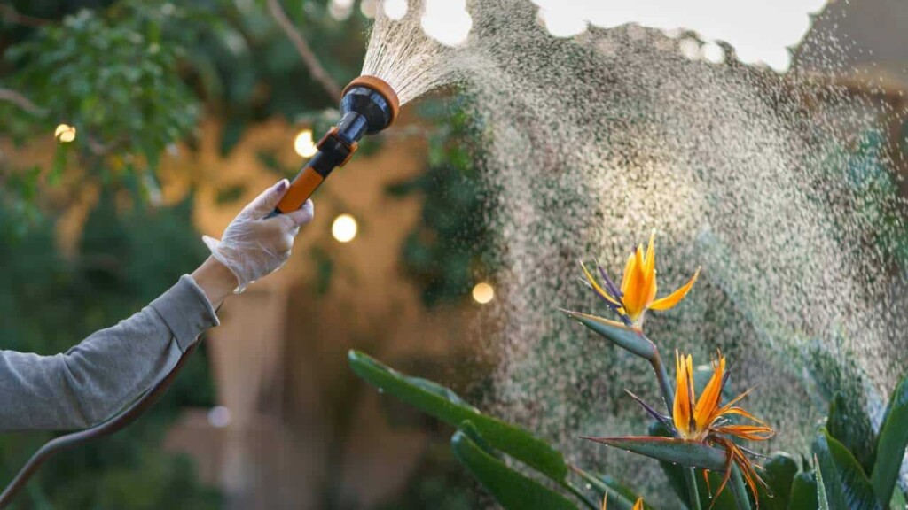 Birds Of Paradise Watering