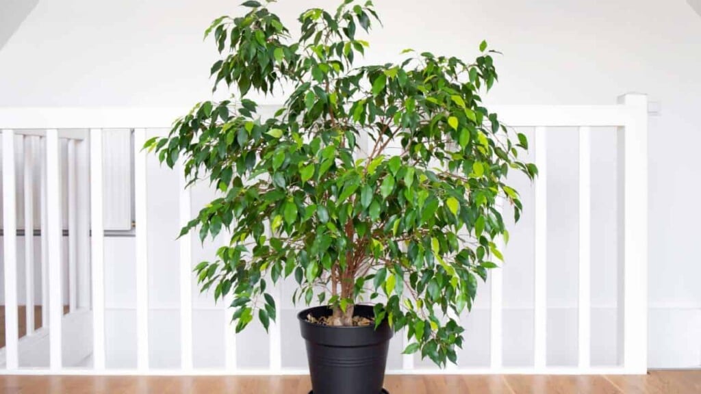 Ficus Benjamina Guide: How to Grow and Care for Weeping Fig