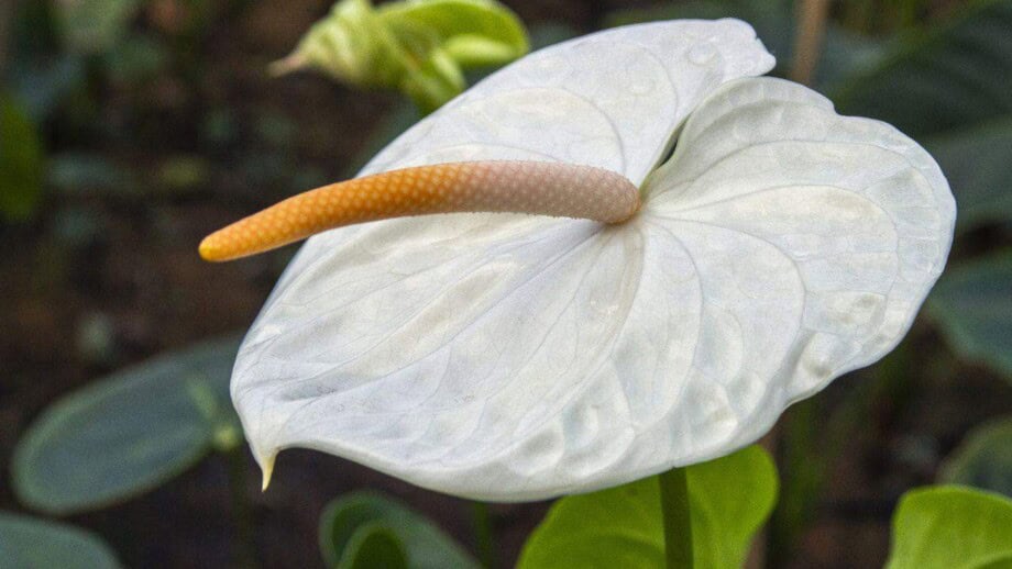 Complete Guide to Grow and Care for Anthurium Easily At Home