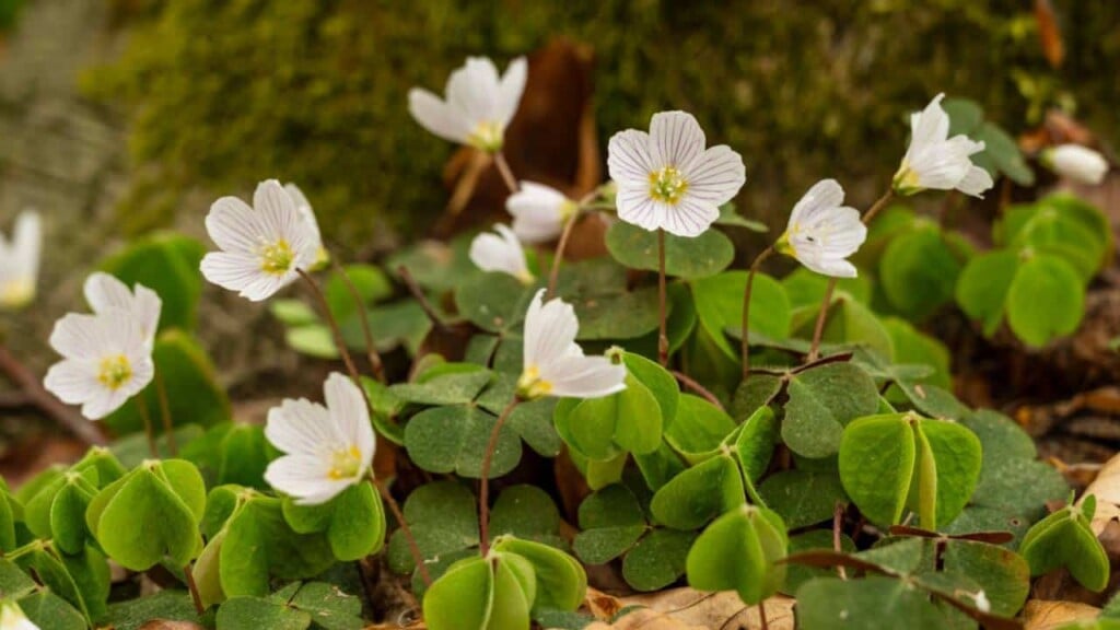 Shamrock Plant: How to Grow and Care for Shamrock Indoors