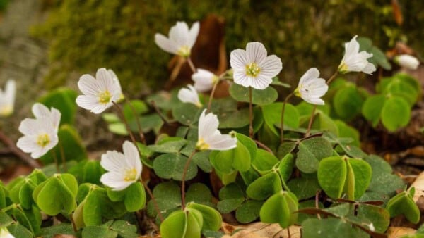 Shamrock Plant: How to Grow and Care for Shamrock Indoors