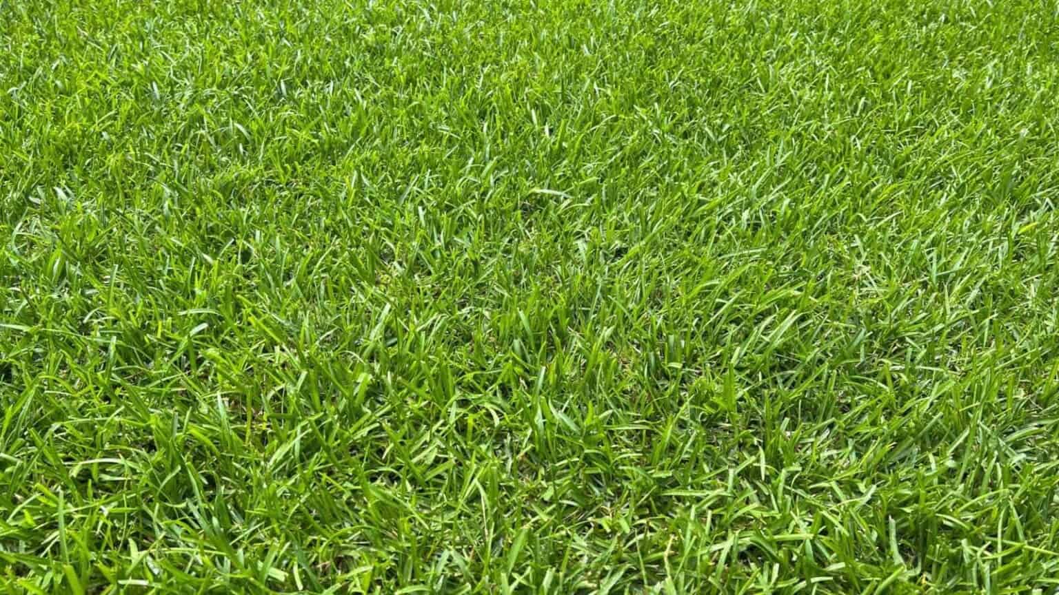 How to Plant, Grow, and Care for Centipede Grass Lawn