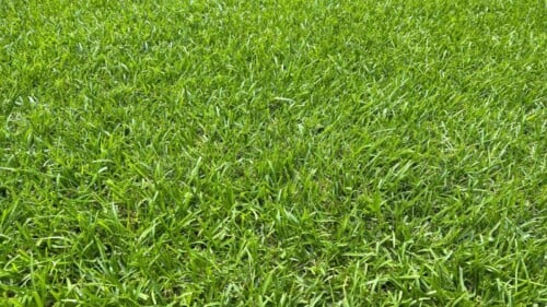 How to Plant, Grow, and Care for Centipede Grass Lawn