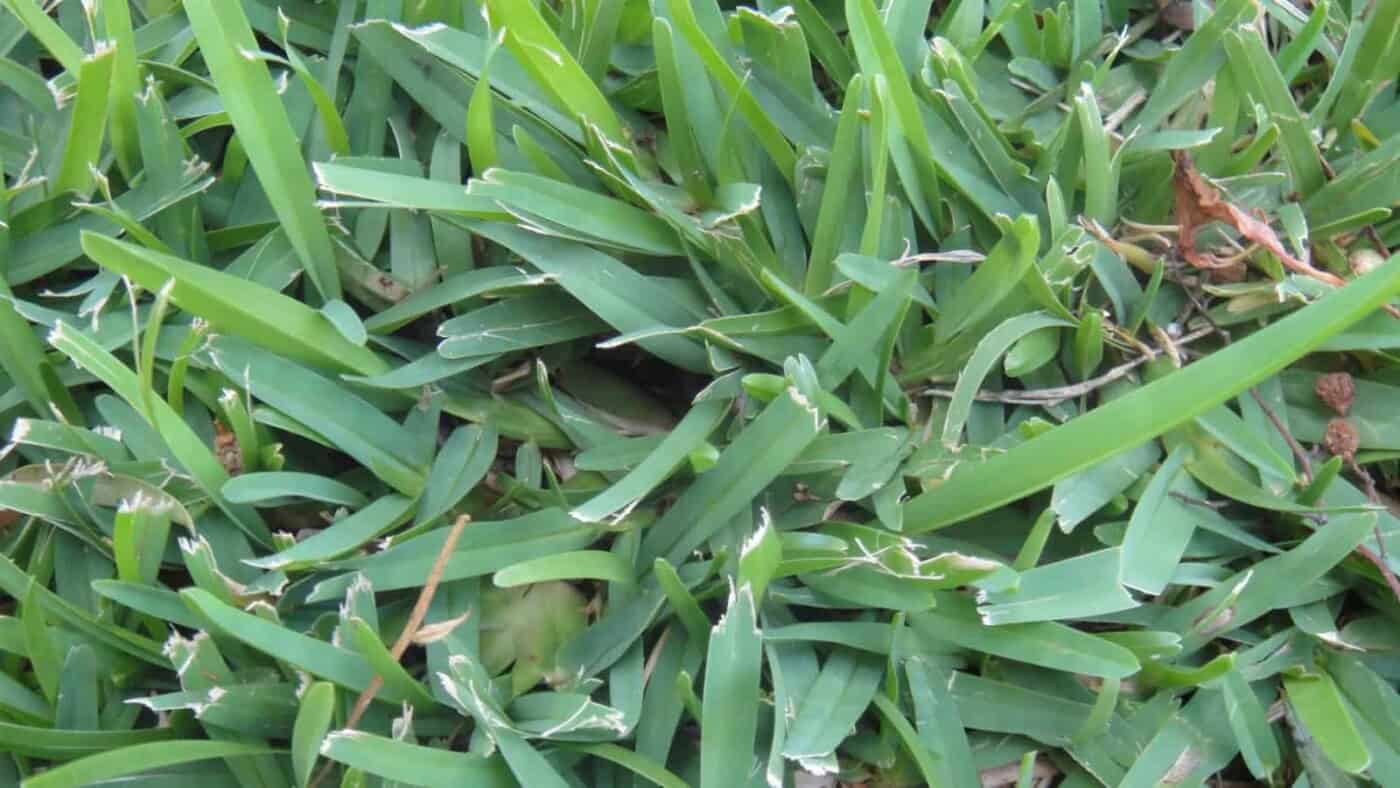 How to Plant, Grow, and Care for Centipede Grass Lawn