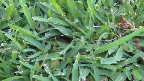How to Plant, Grow, and Care for Centipede Grass Lawn