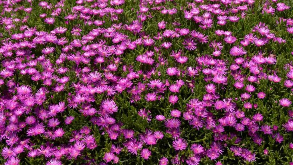 How to Grow and Care for Ice Plants