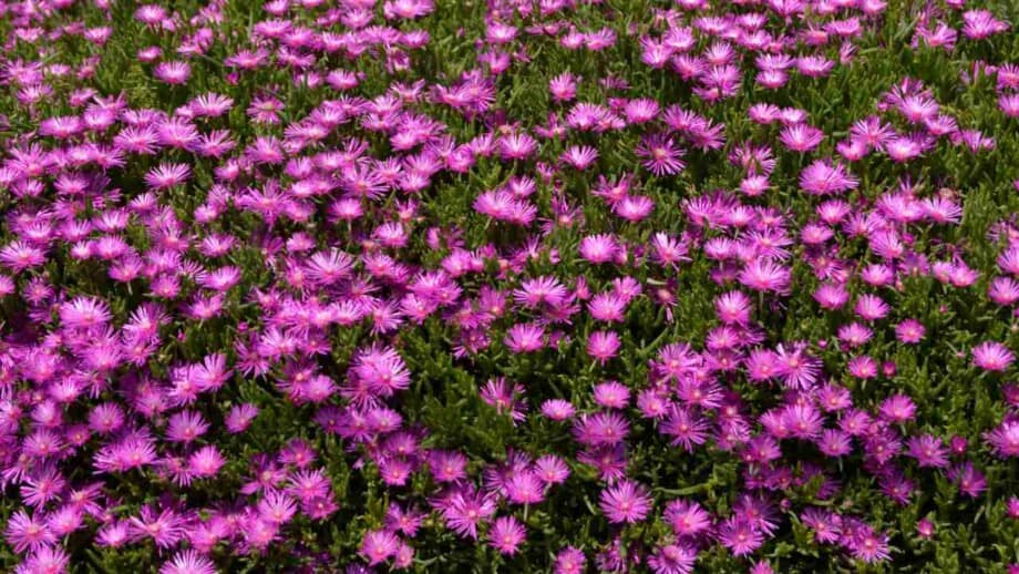 Care Of Ice Plant: How To Plant Ice Plant – KXVG