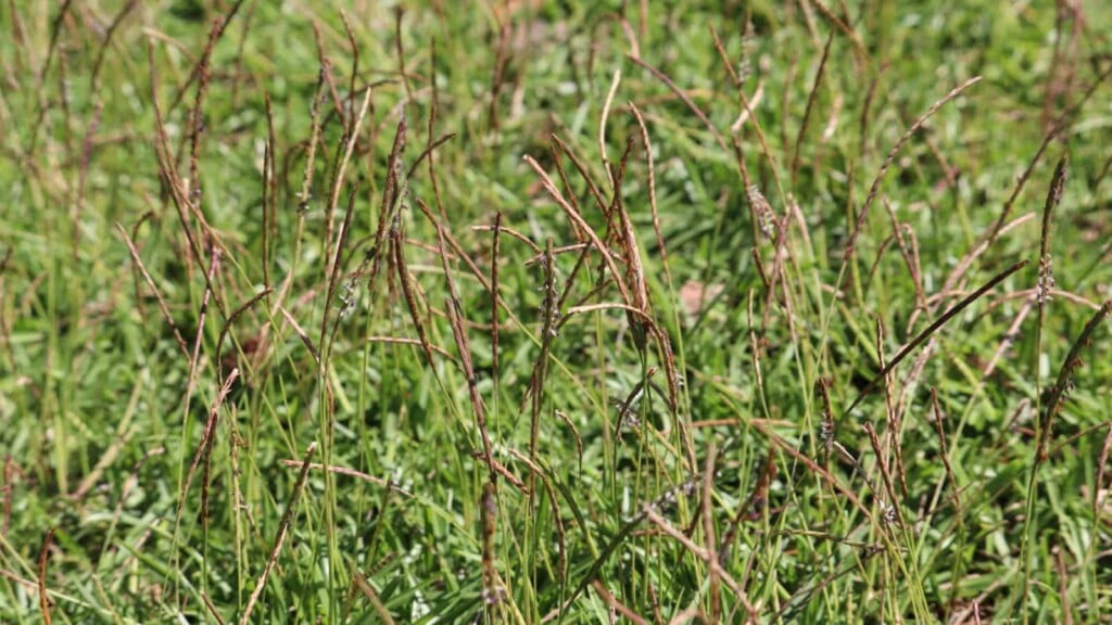 How to Plant, Grow, and Care for Centipede Grass Lawn