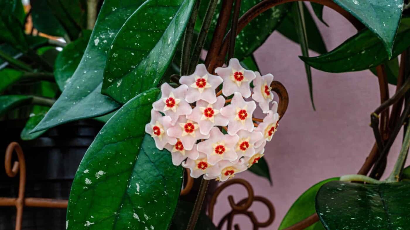 Hoya Carnosa: Complete Plant Care and Growing Guide