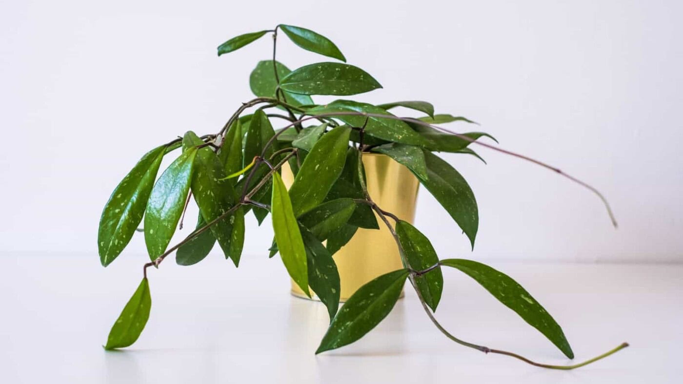 Hoya Carnosa: Complete Plant Care and Growing Guide