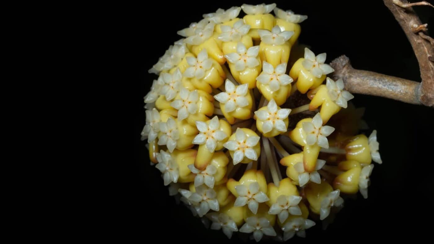 Hoya Carnosa: Complete Plant Care and Growing Guide